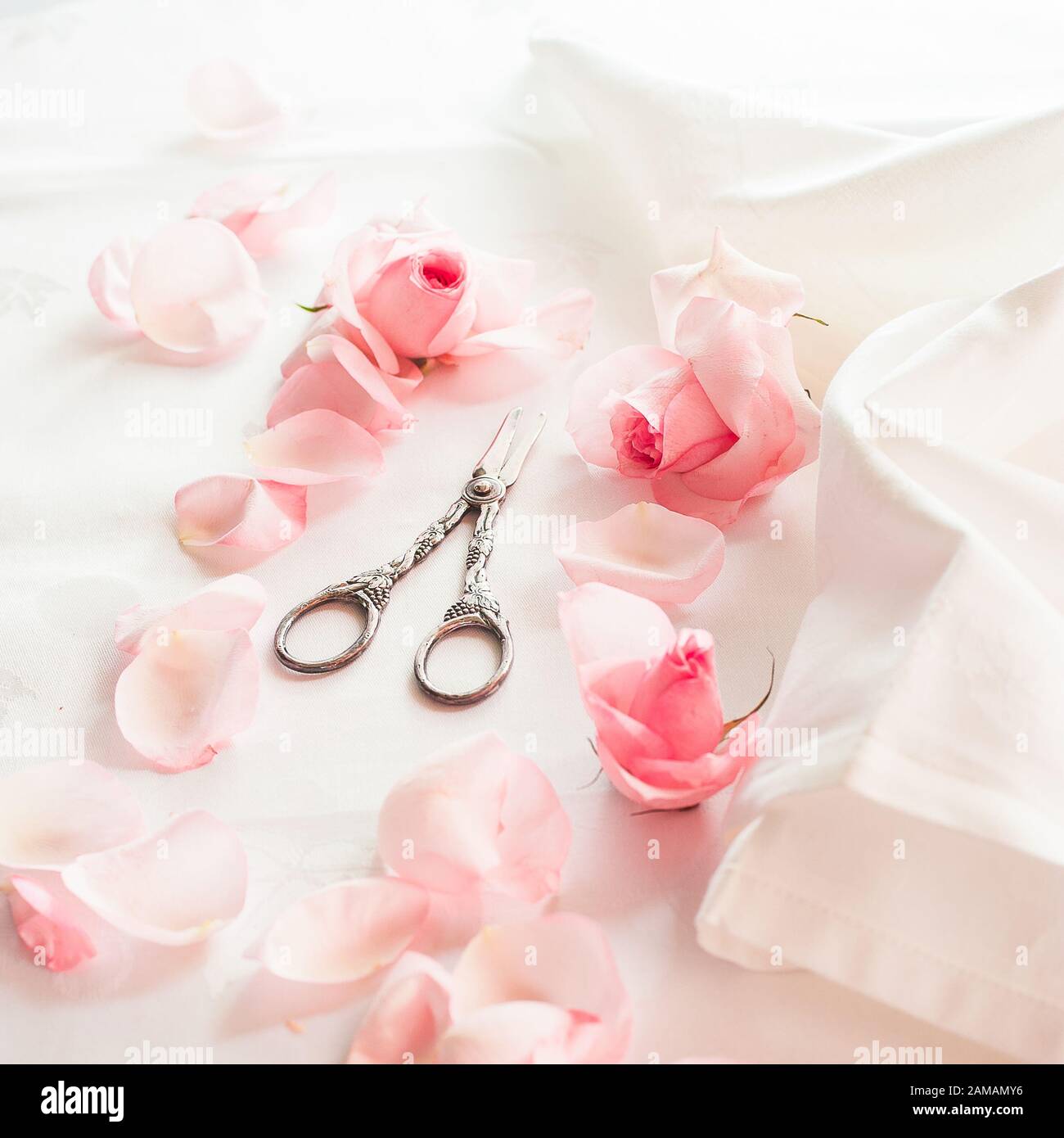 Pink rose flowers preparation with vintage silver scissors Stock Photo ...