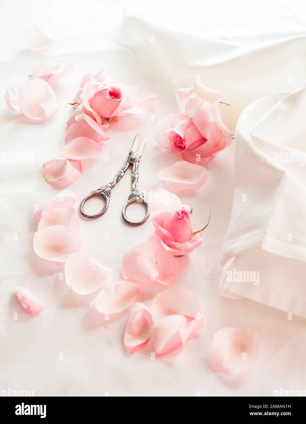 Pink rose flowers preparation with vintage silver scissors Stock Photo ...