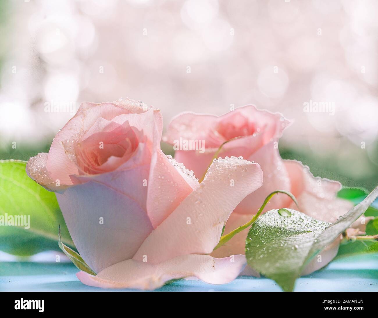 Water Drop On Pink Rose