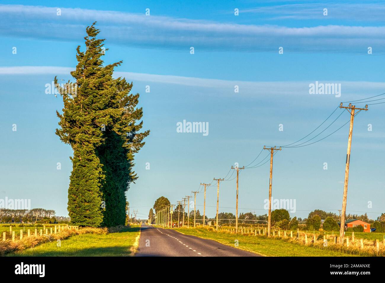 Giant hedge in need of a trim, near Ashburton, New Zealand Stock Photo ...