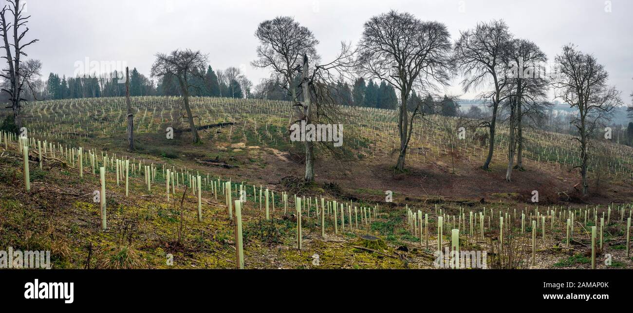 Planted trees hi-res stock photography and images - Alamy