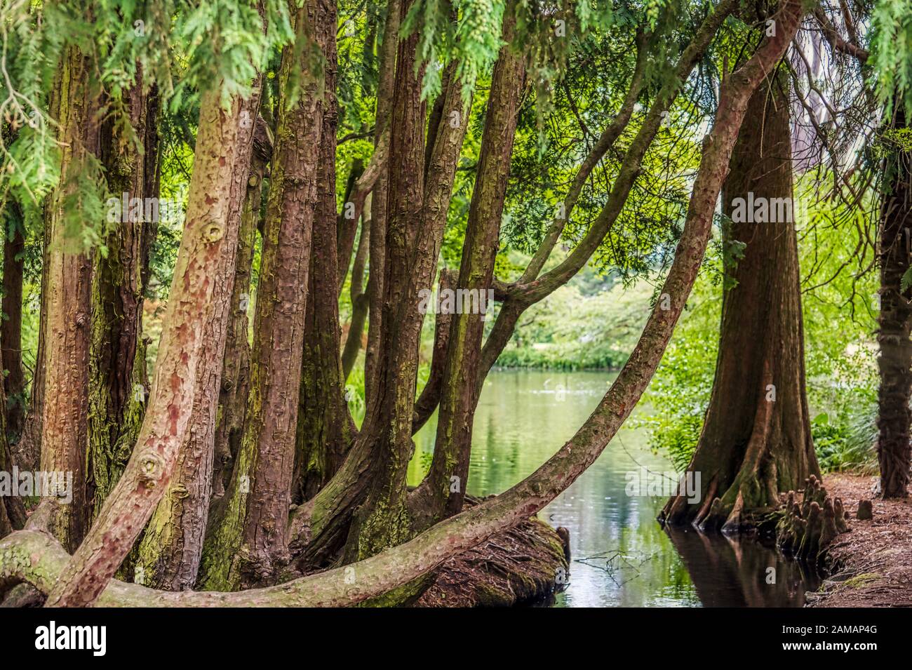 Lakeside scene, Ashburton Domain, New Zealand Stock Photo - Alamy