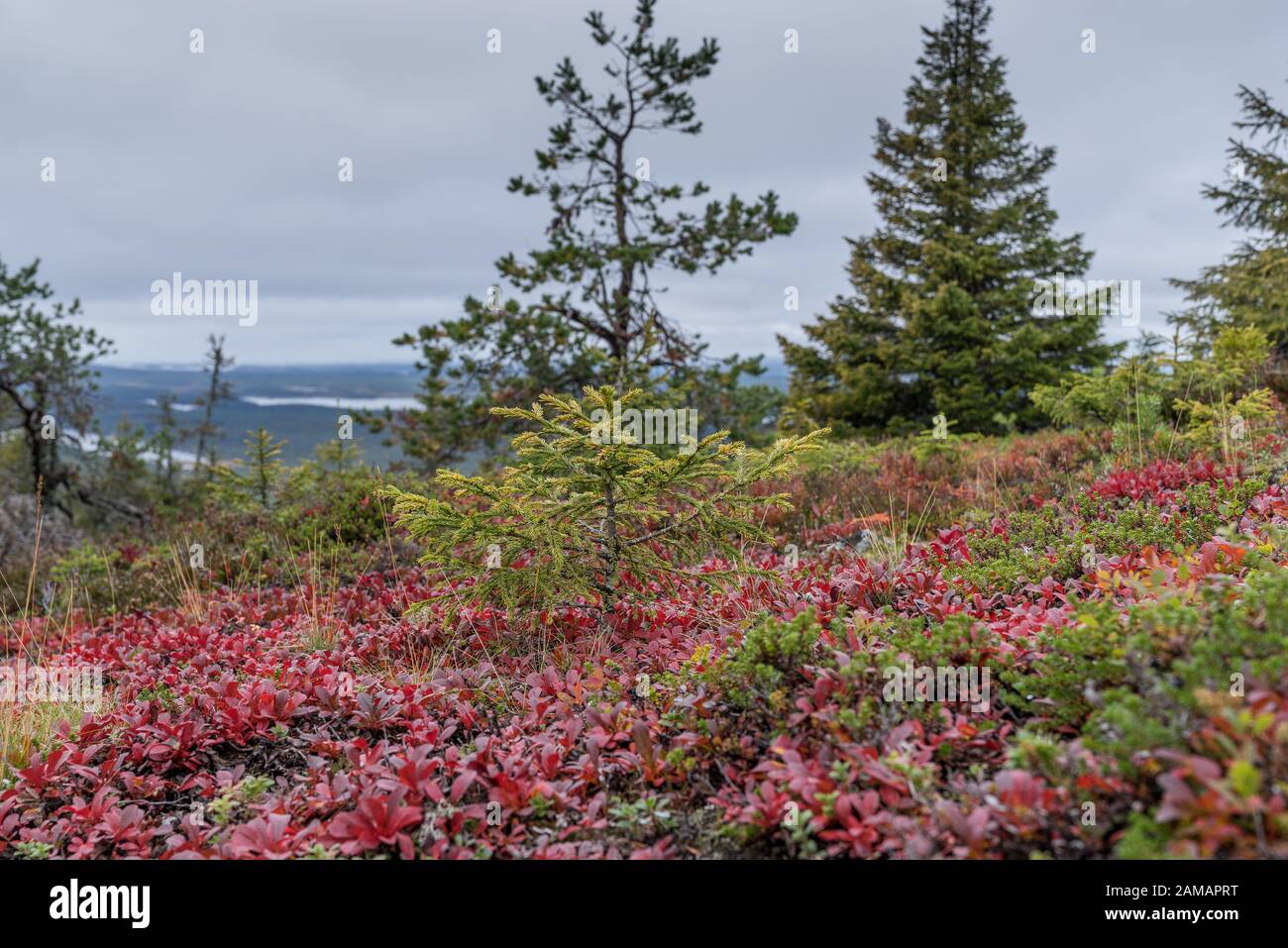 Mountains, forests, lakes view in autumn. Fall colors - ruska time in ...