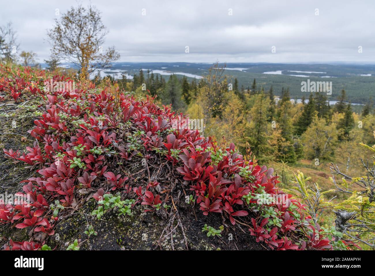 Mountains, forests, lakes view in autumn. Fall colors - ruska time in ...