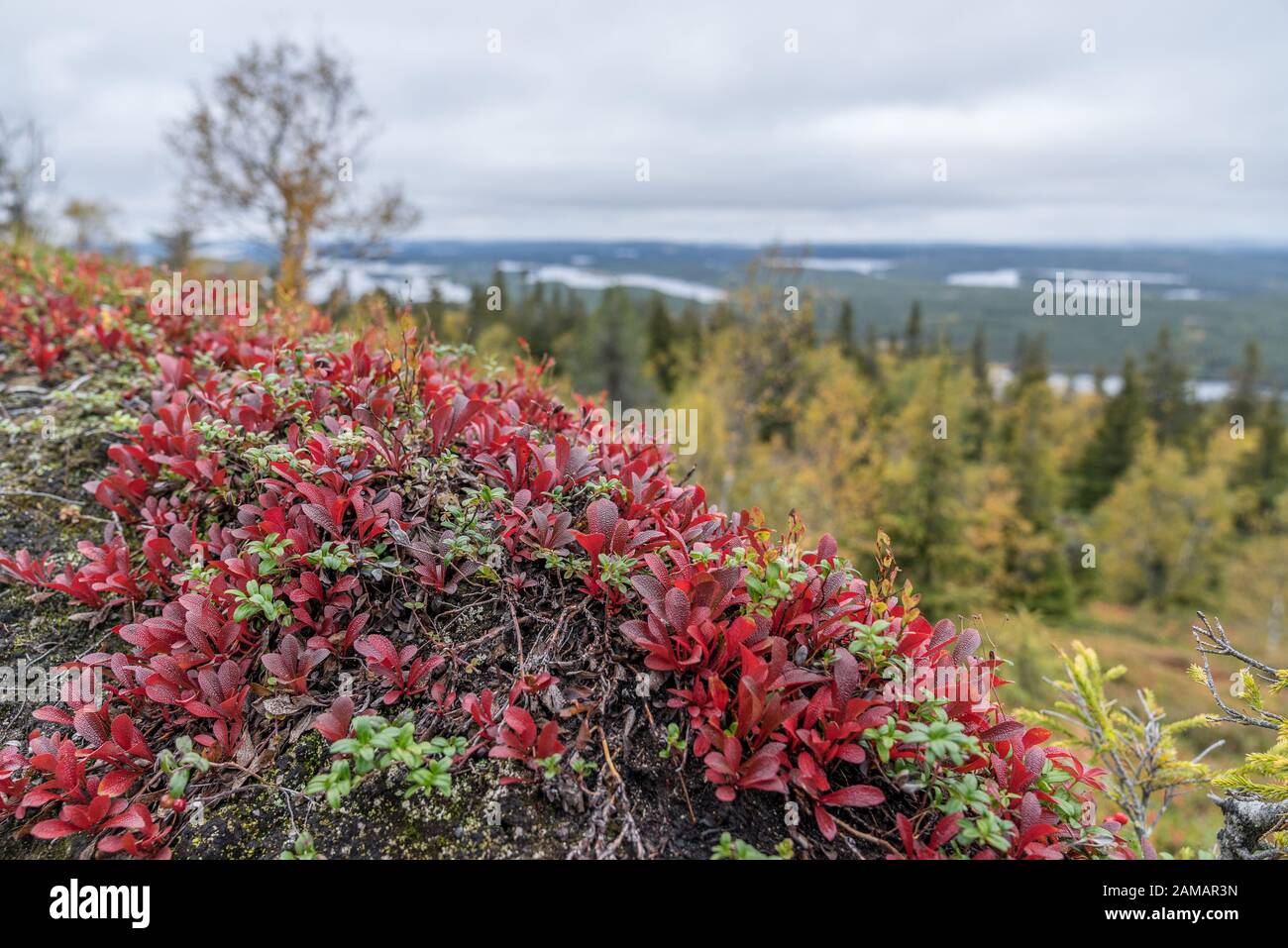 Mountains, forests, lakes view in autumn. Fall colors - ruska time in ...