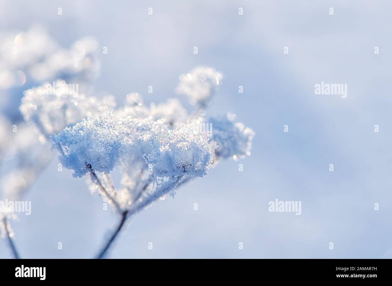 Beautiful frozen blade of grass with snowflakes, snow and sun Stock ...