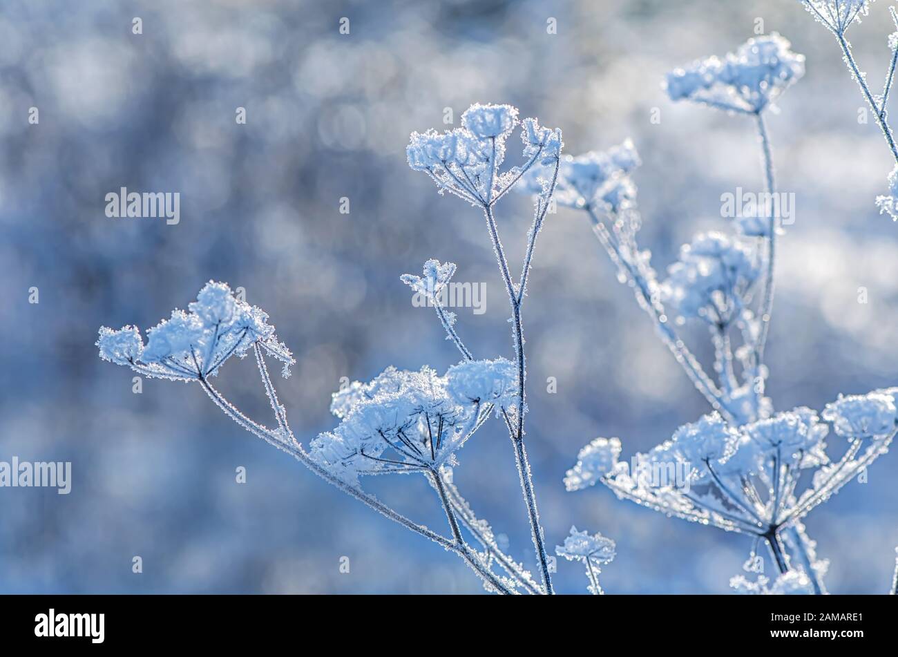Beautiful frozen blade of grass with snowflakes, snow and sun Stock ...