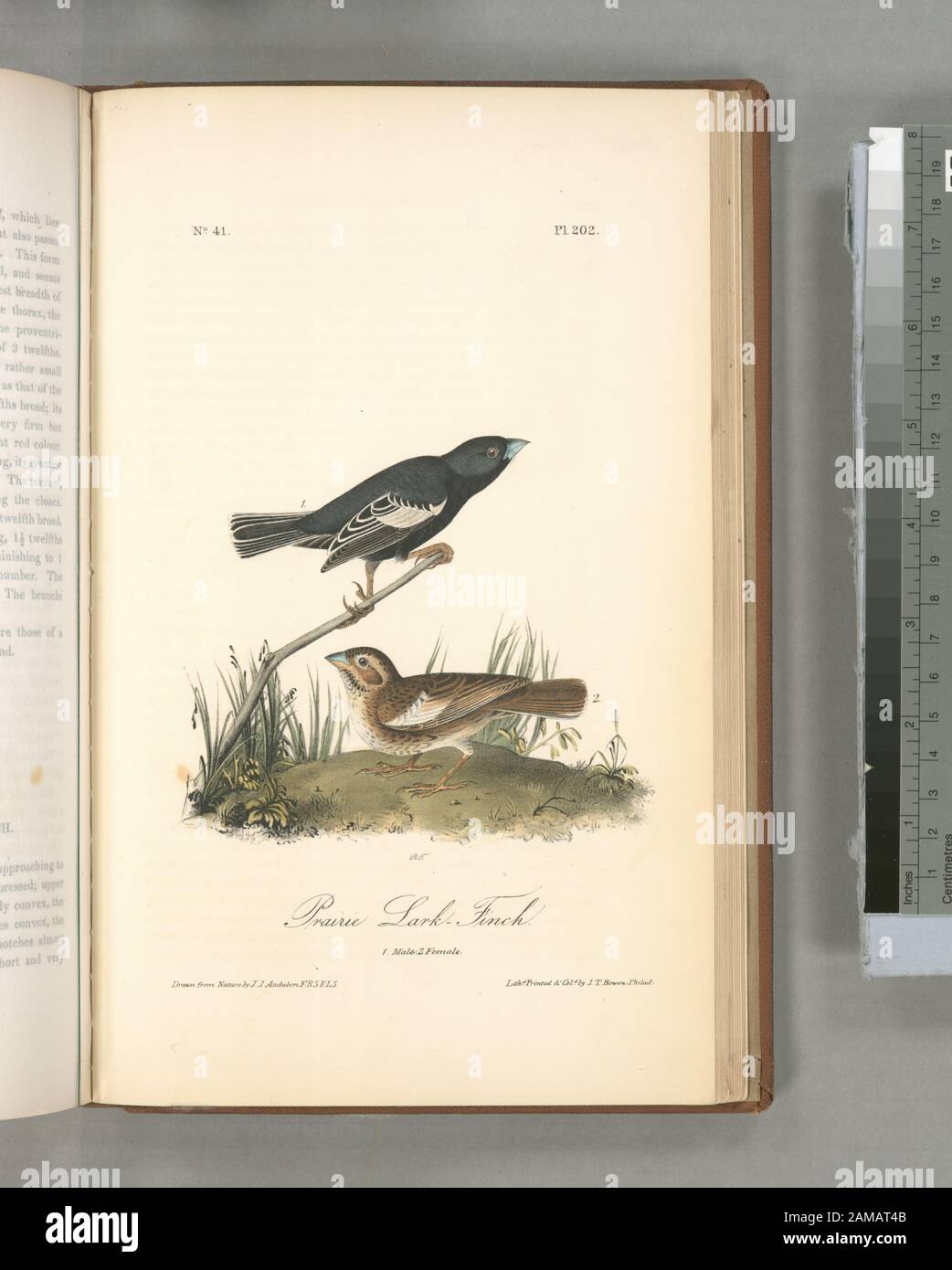 Prairie Lark-finch 1 Male 2 Female Corydalina bicolor.; Prairie Lark ...