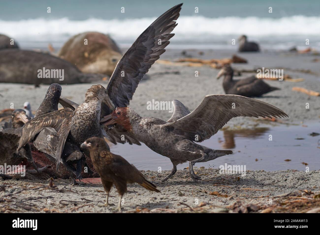 Petrel eating hi-res stock photography and images - Alamy