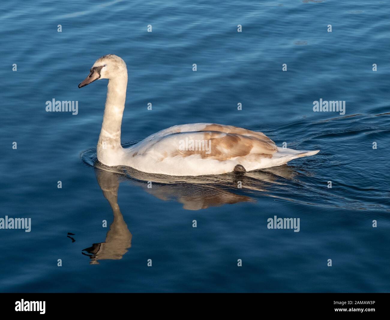 Swan gliding on the Boating Lake, Stanley Park Blackpool Stock Photo ...