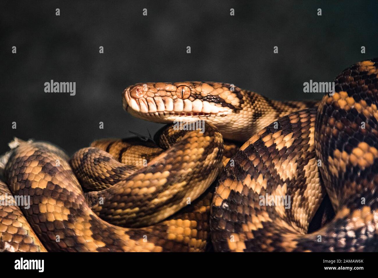 reptile green blue on branch aquarium pet zoo home snake posion small ...