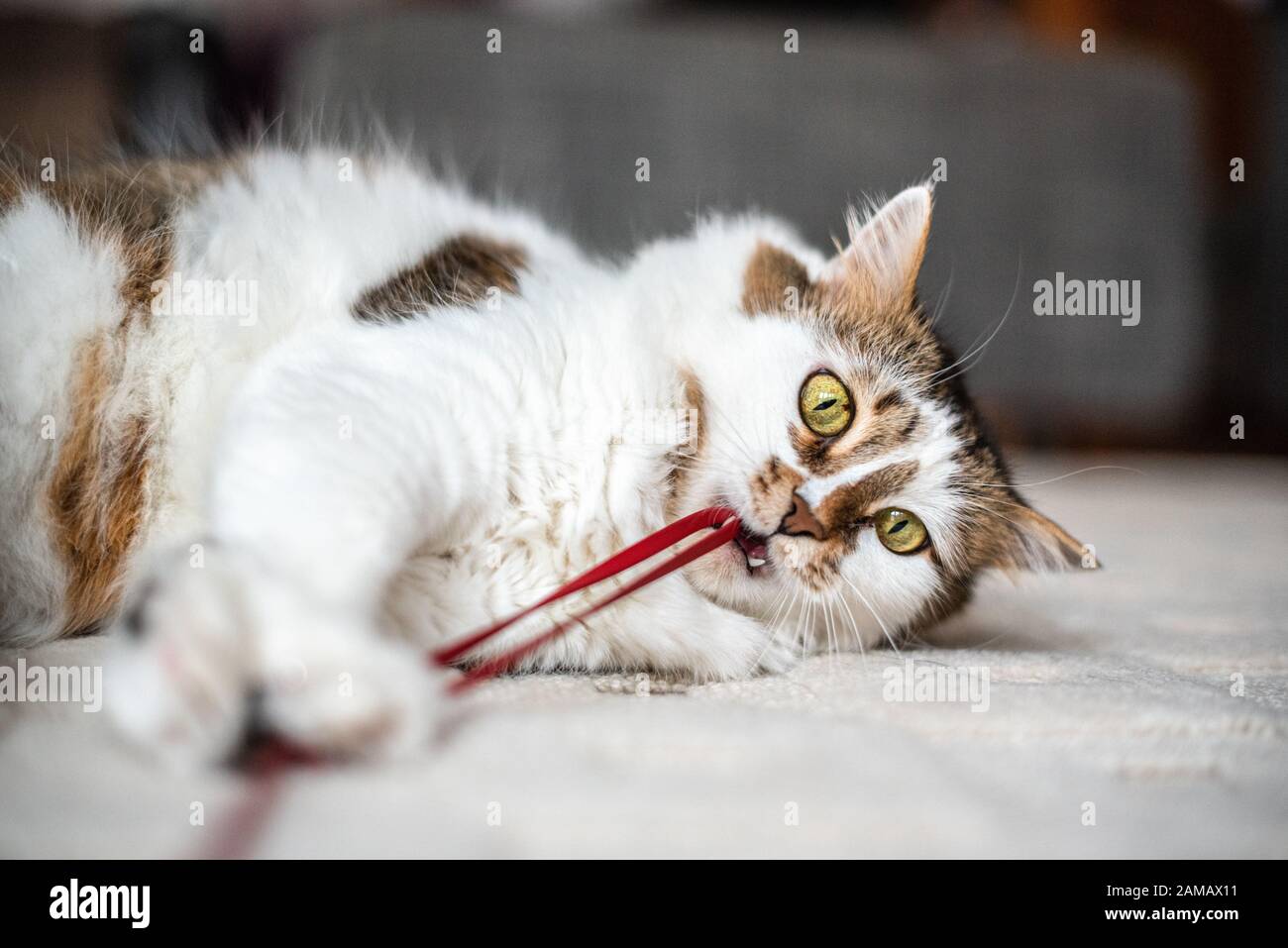 Cat lies on carpet play cute eyes fluffy home white playful joyful ...