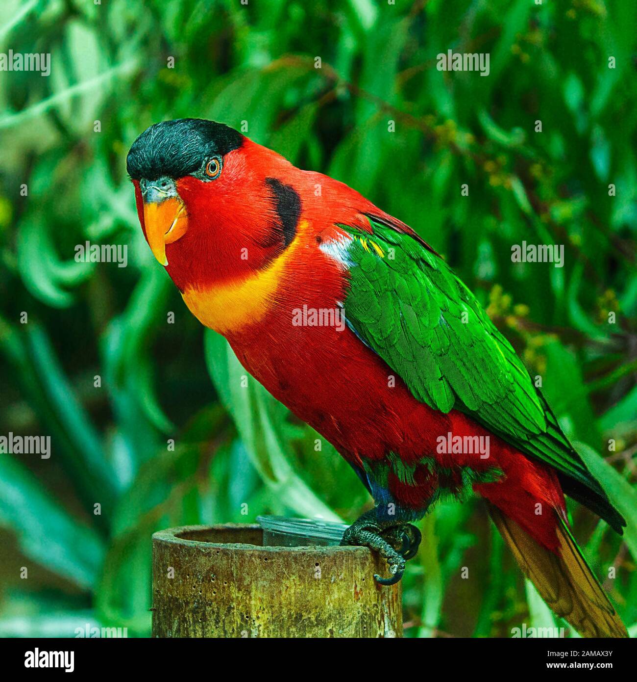 Close up picture of a Lory parrot Stock Photo - Alamy