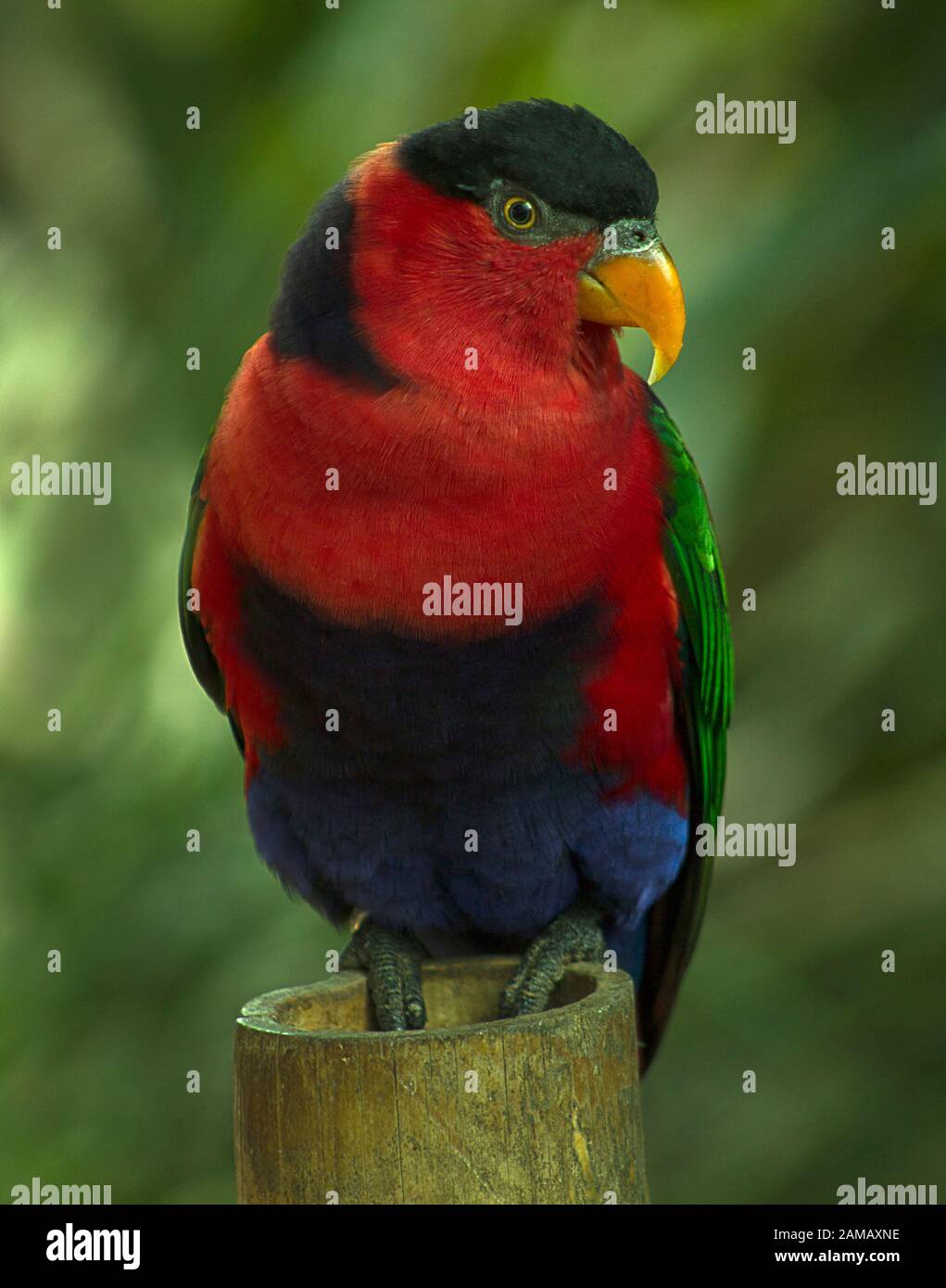 Close up picture of a Lory parrot Stock Photo - Alamy