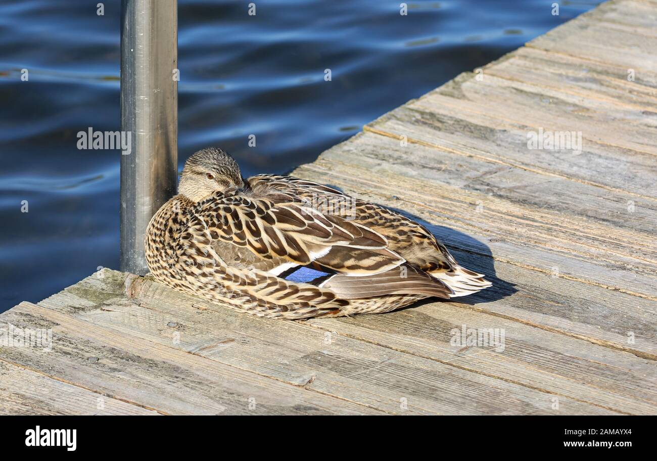 The duck had made himself comfortable on a jetty and dreamed of Stock ...