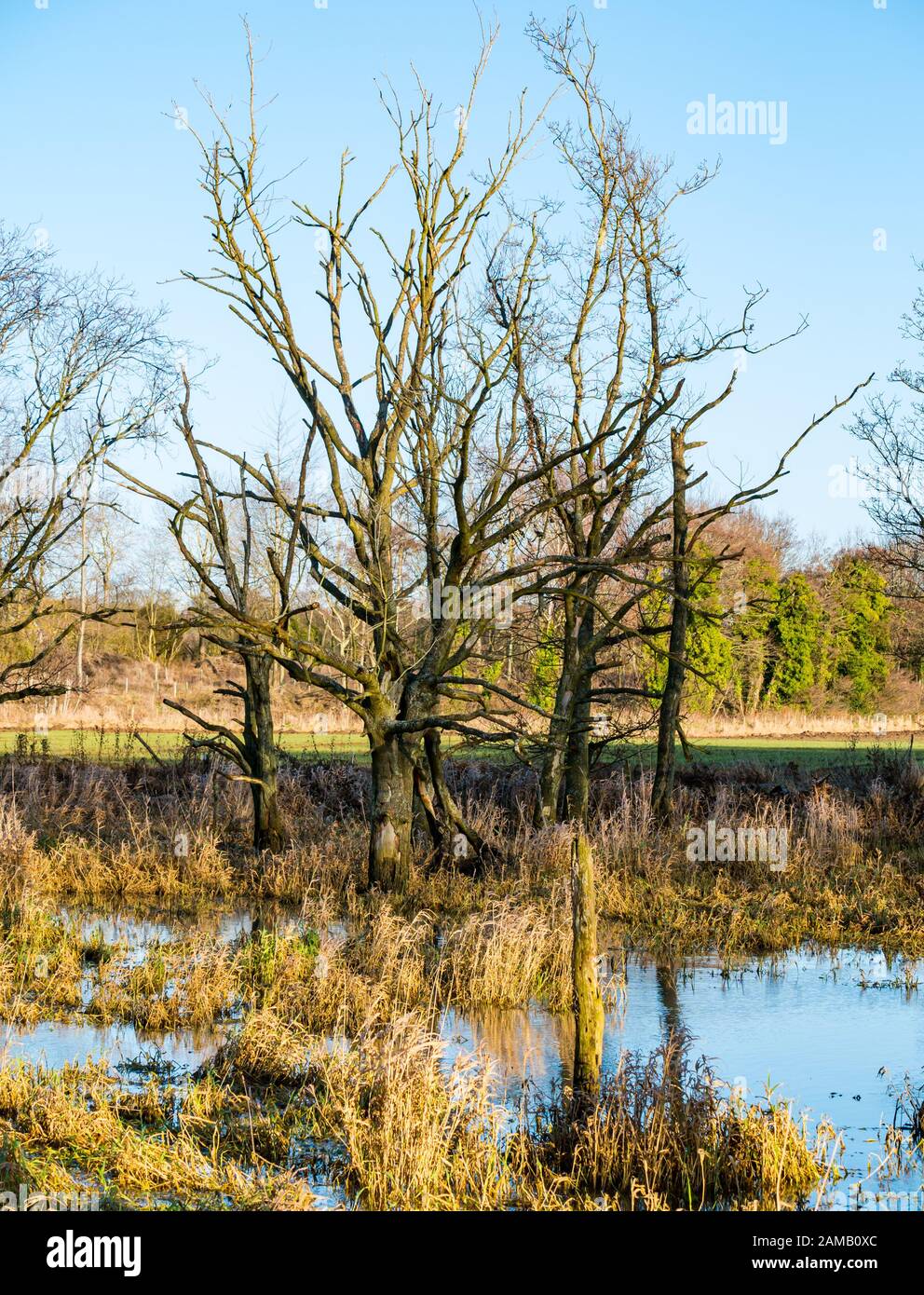 Waterlogged tree hi-res stock photography and images - Alamy