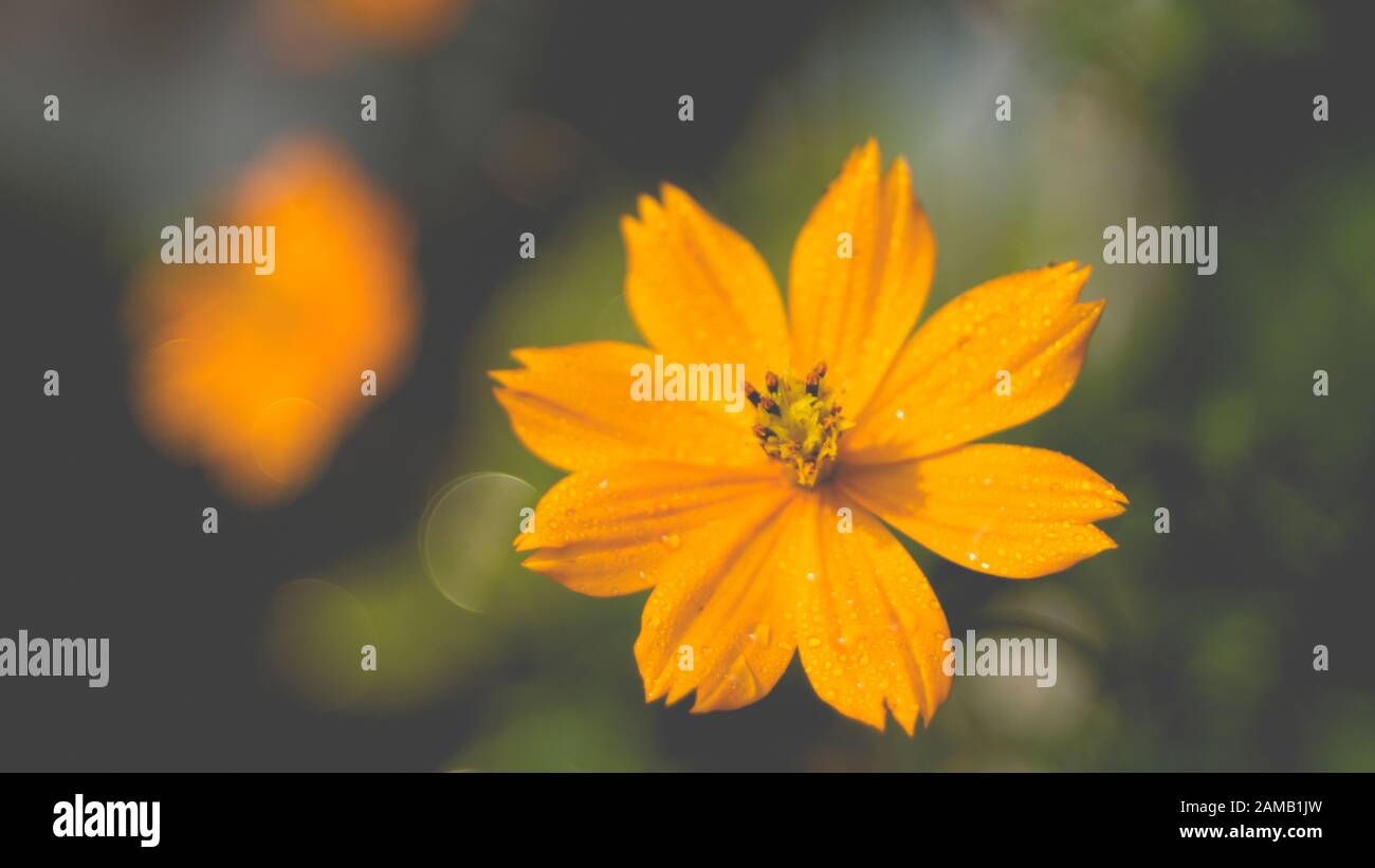 The beautiful of Sulfur Cosmos or Yellow Cosmos and green leaf is ...