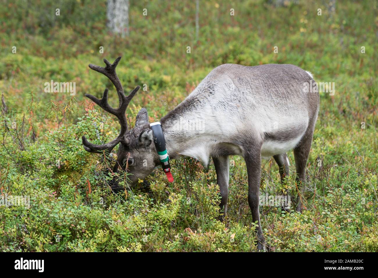Reindeer walking in forest. Red, yellow, orange, green colored ...