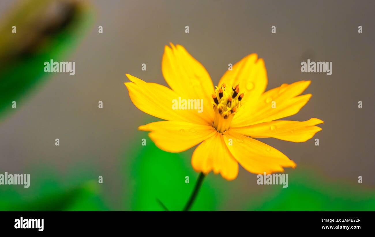 The beautiful of Sulfur Cosmos or Yellow Cosmos and green leaf is ...