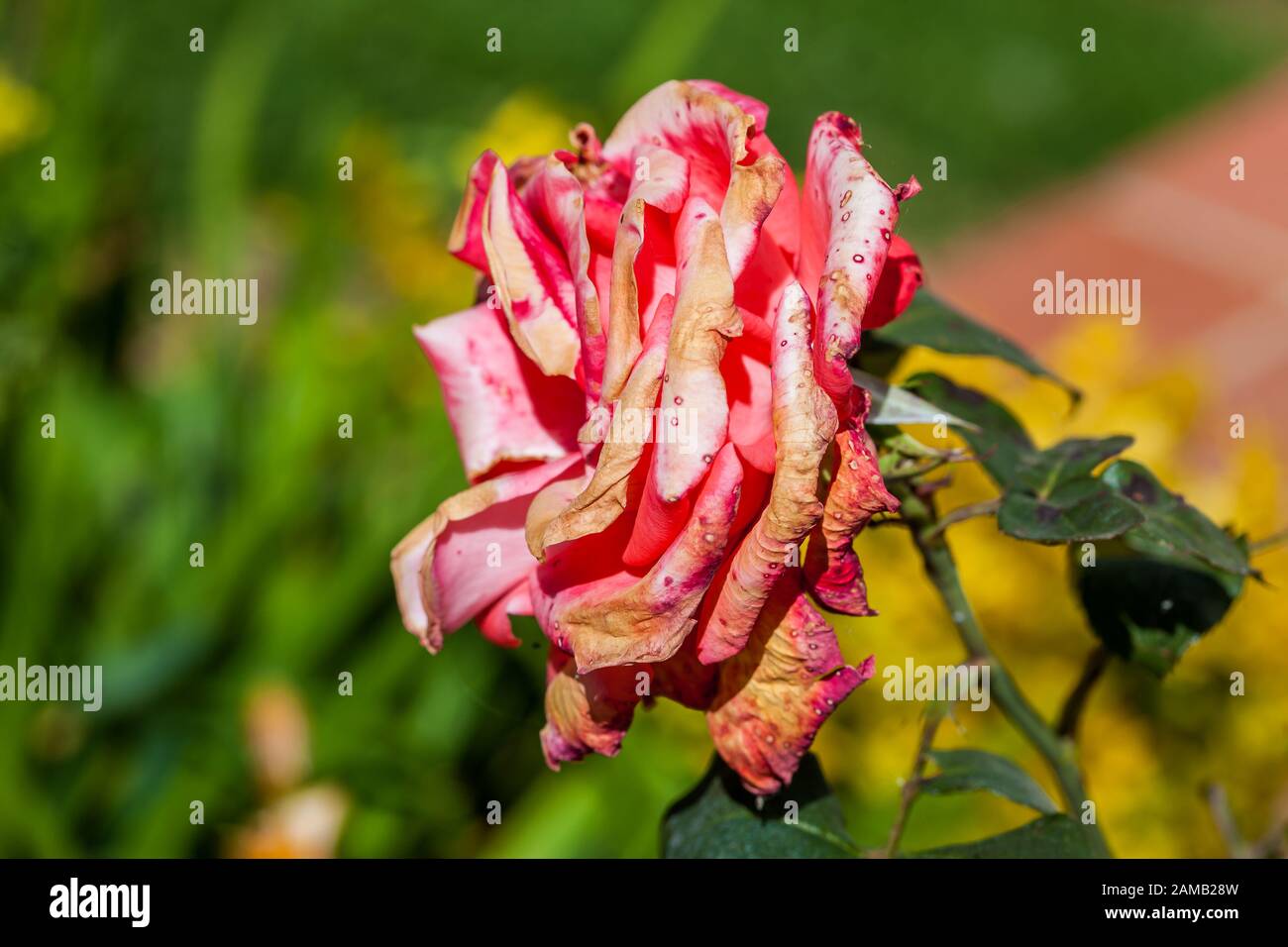 Rose flower burned by frost and sudden temperature changes Stock Photo ...