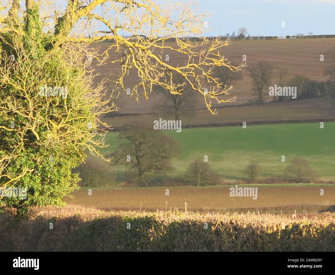 The English countryside in bright winter sunshine: hedges, bare trees ...