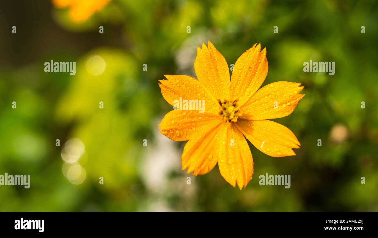 The beautiful of Sulfur Cosmos or Yellow Cosmos and green leaf is ...