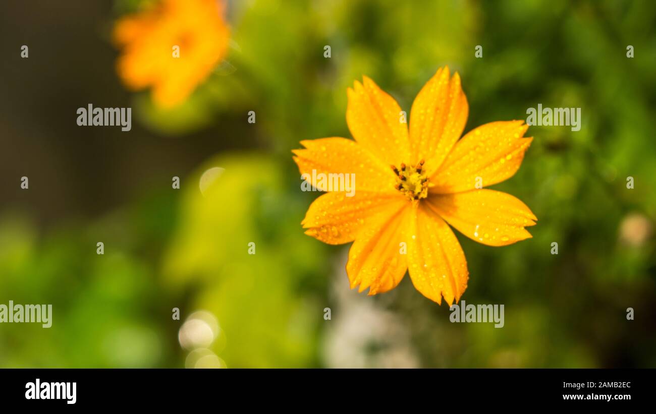 The beautiful of Sulfur Cosmos or Yellow Cosmos and green leaf is ...