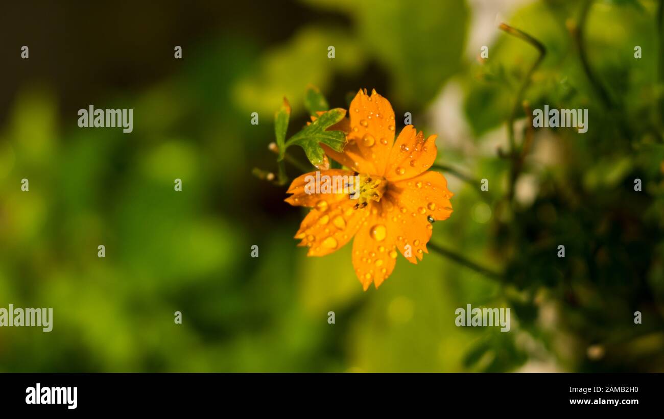 The beautiful of Sulfur Cosmos or Yellow Cosmos and green leaf is ...