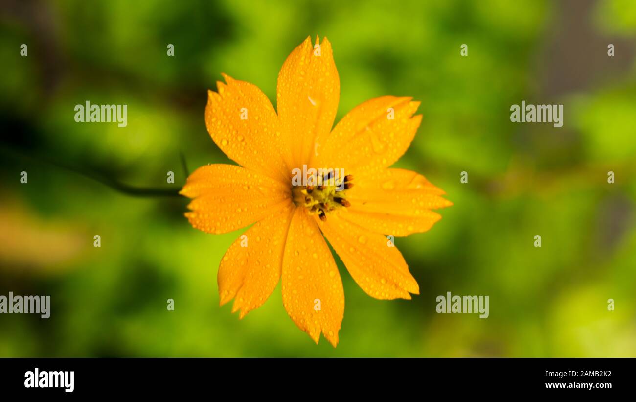 The beautiful of Sulfur Cosmos or Yellow Cosmos and green leaf is ...