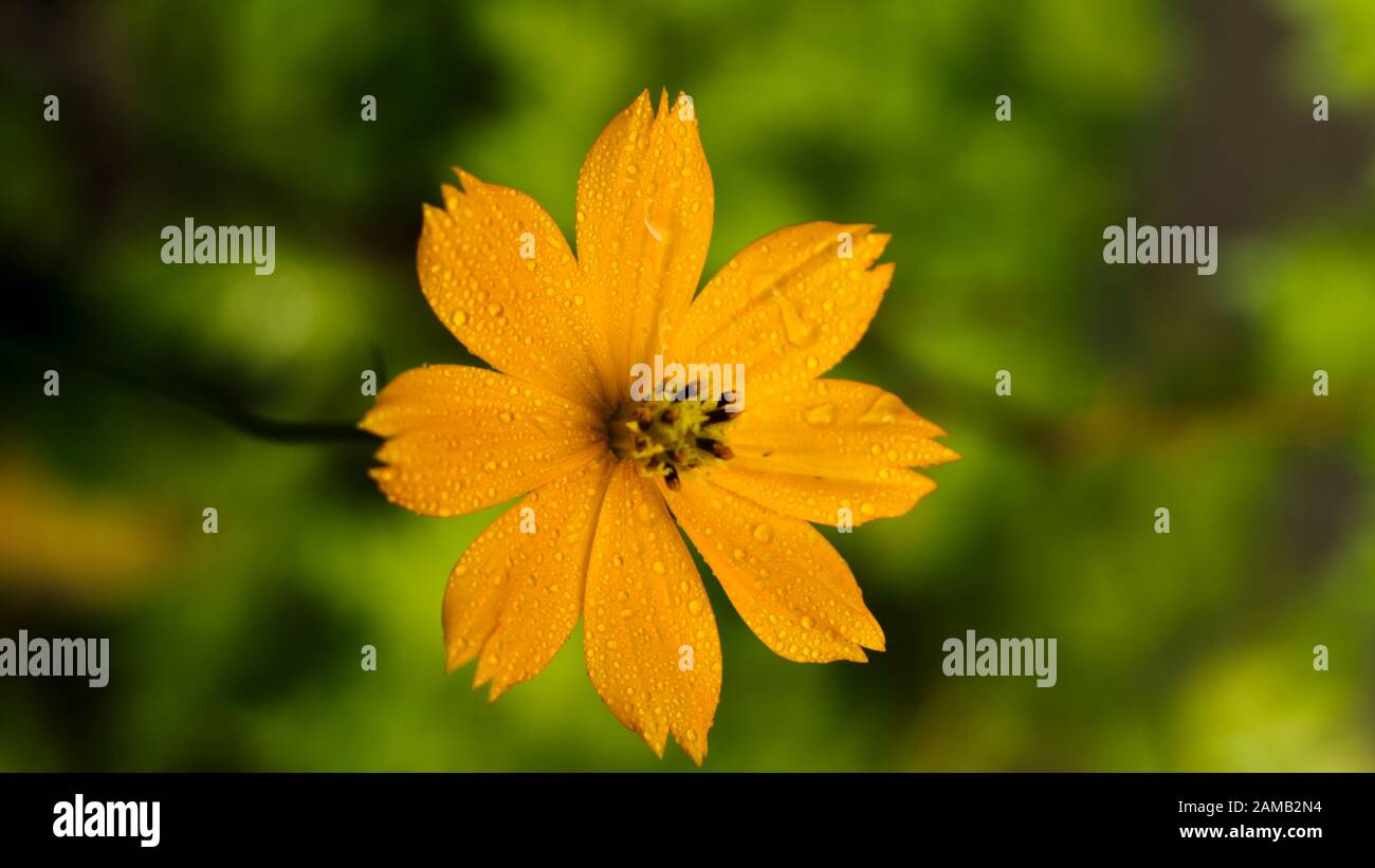 The beautiful of Sulfur Cosmos or Yellow Cosmos and green leaf is ...