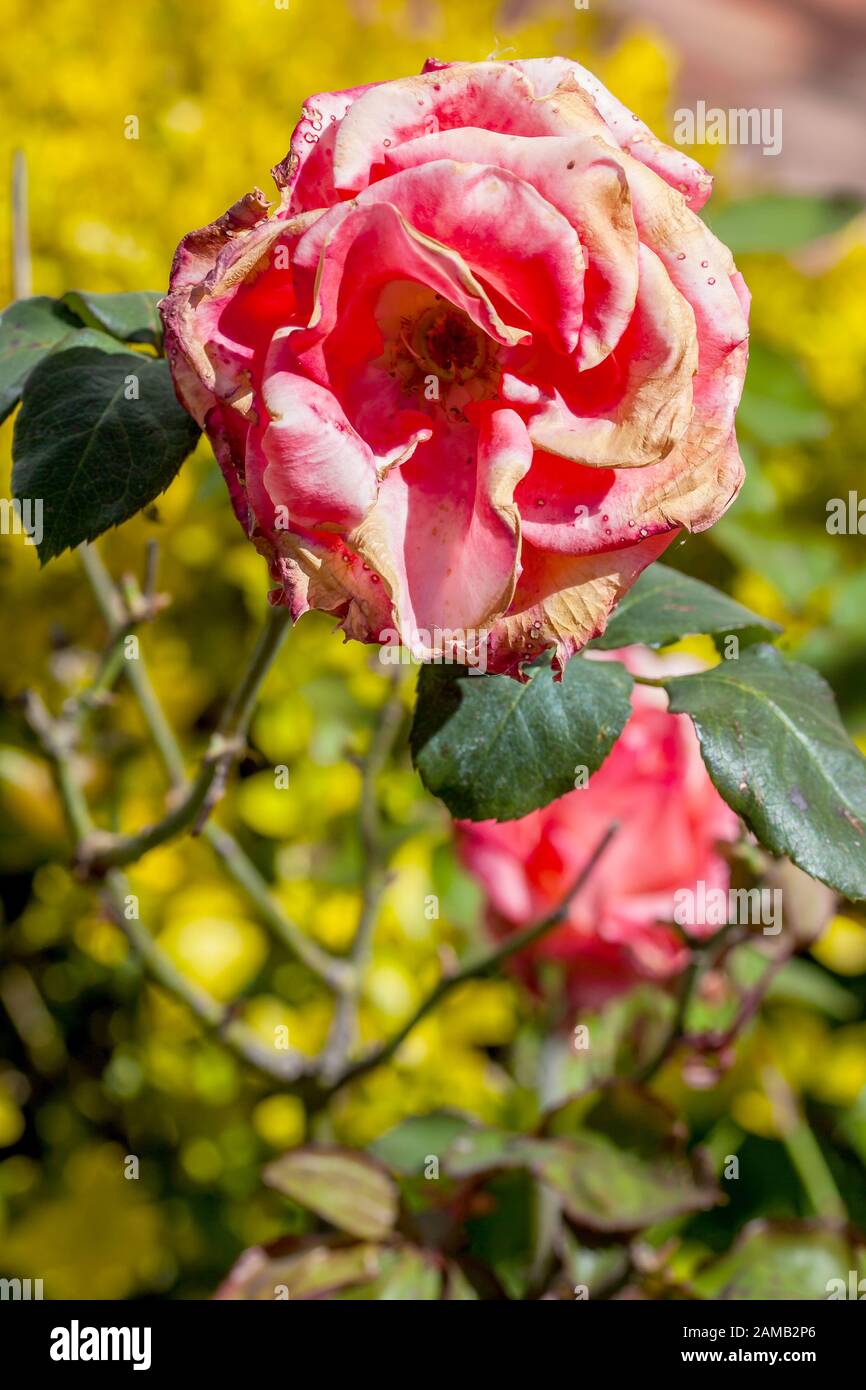 Rose flower burned by frost and sudden temperature changes Stock Photo ...