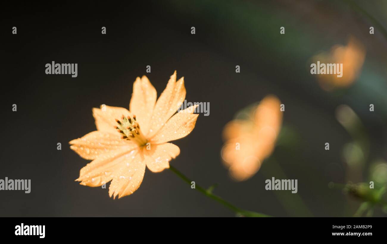 The beautiful of Sulfur Cosmos or Yellow Cosmos and green leaf is ...