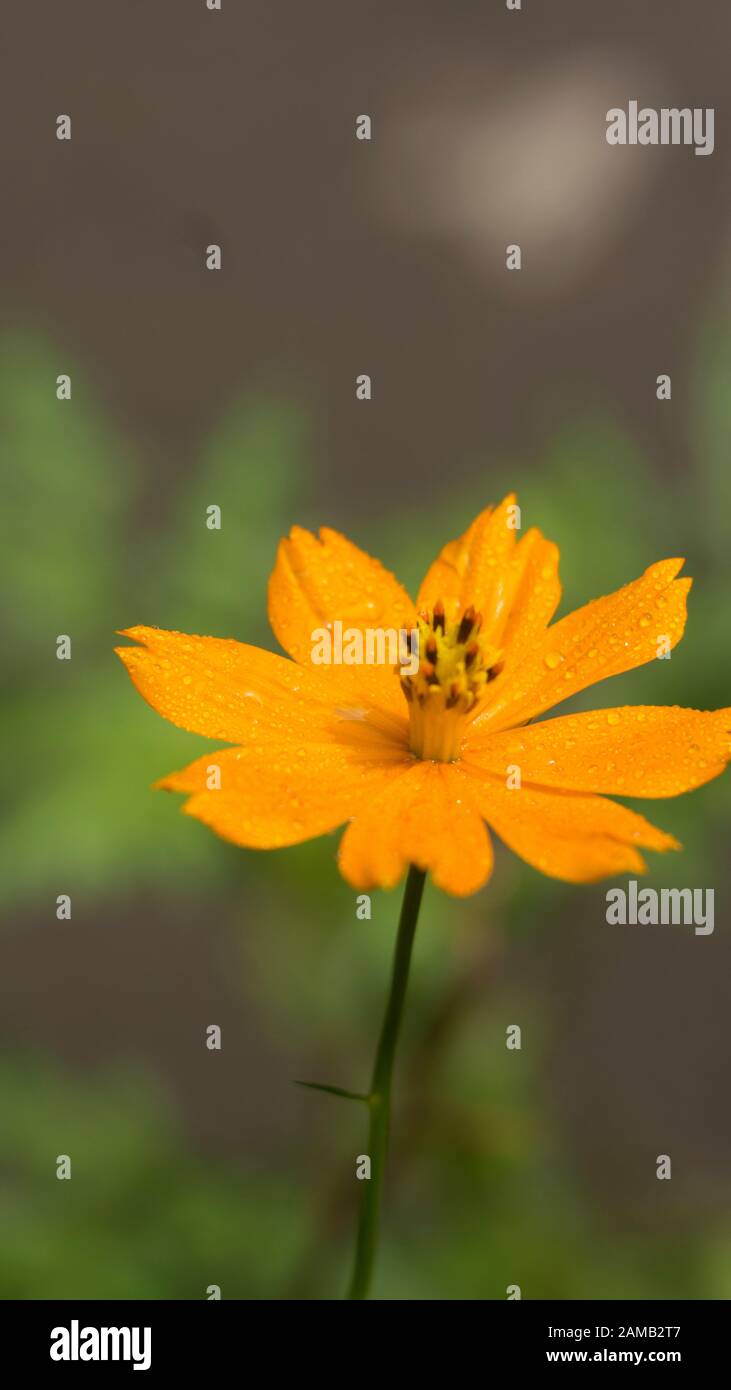 The beautiful of Sulfur Cosmos or Yellow Cosmos and green leaf is ...
