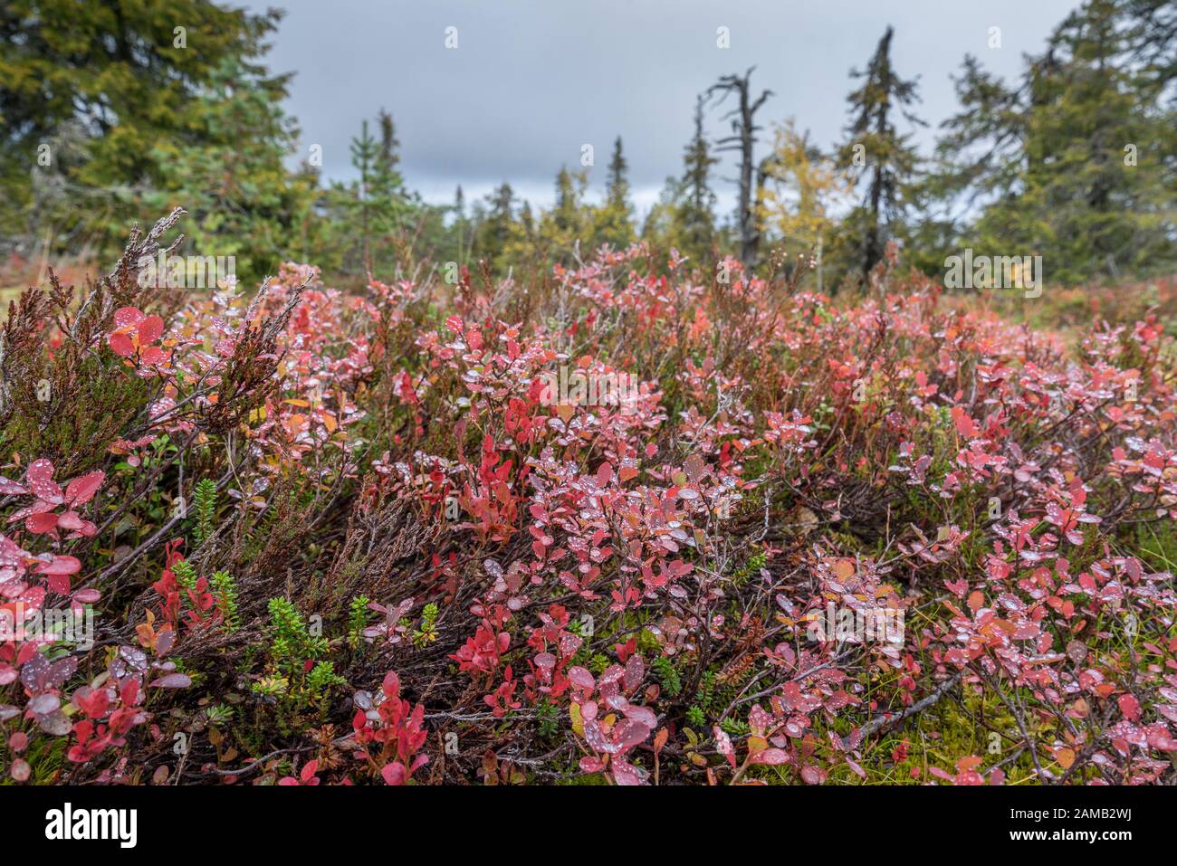 Mountains, forests, lakes view in autumn. Fall colors - ruska time in ...