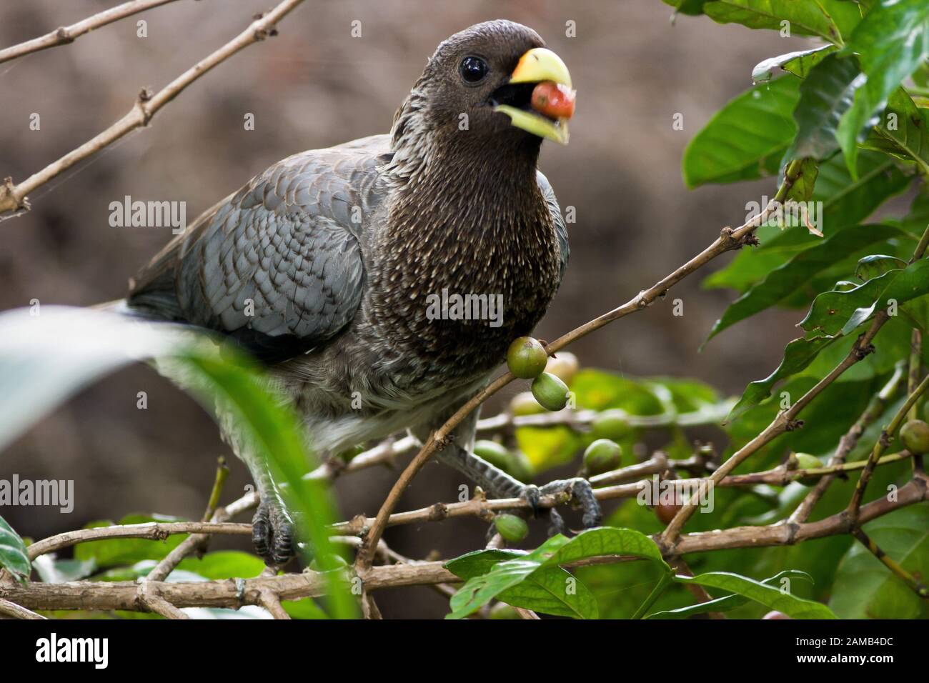Eastern Grey Plantain-eater (Crinifer zonurus), Tana lake, Ethiopia ...