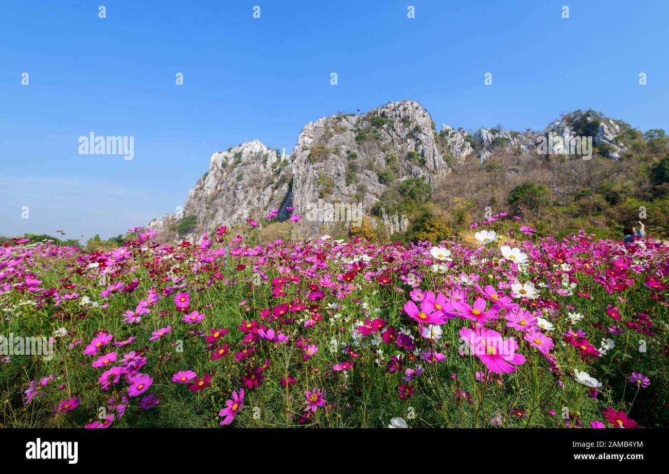 Beautiful pink cosmos field with Limestone mountains and blue sky ...