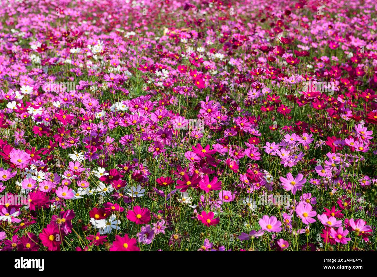 Beautiful cosmos flowers blooming in cosmos field at Saraburi, Thailand ...