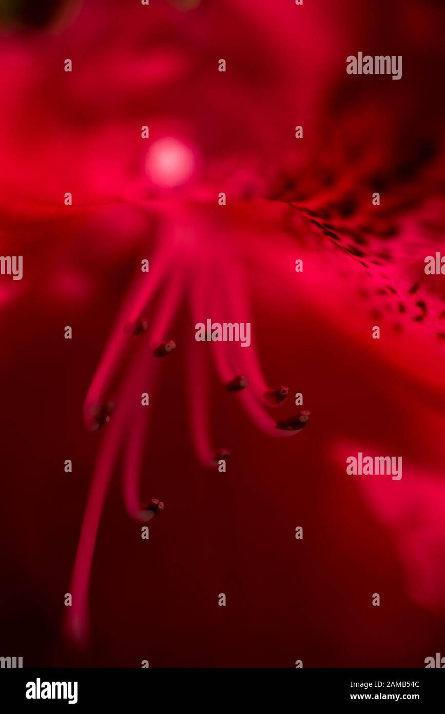 Deep red lily flower hi-res stock photography and images - Alamy