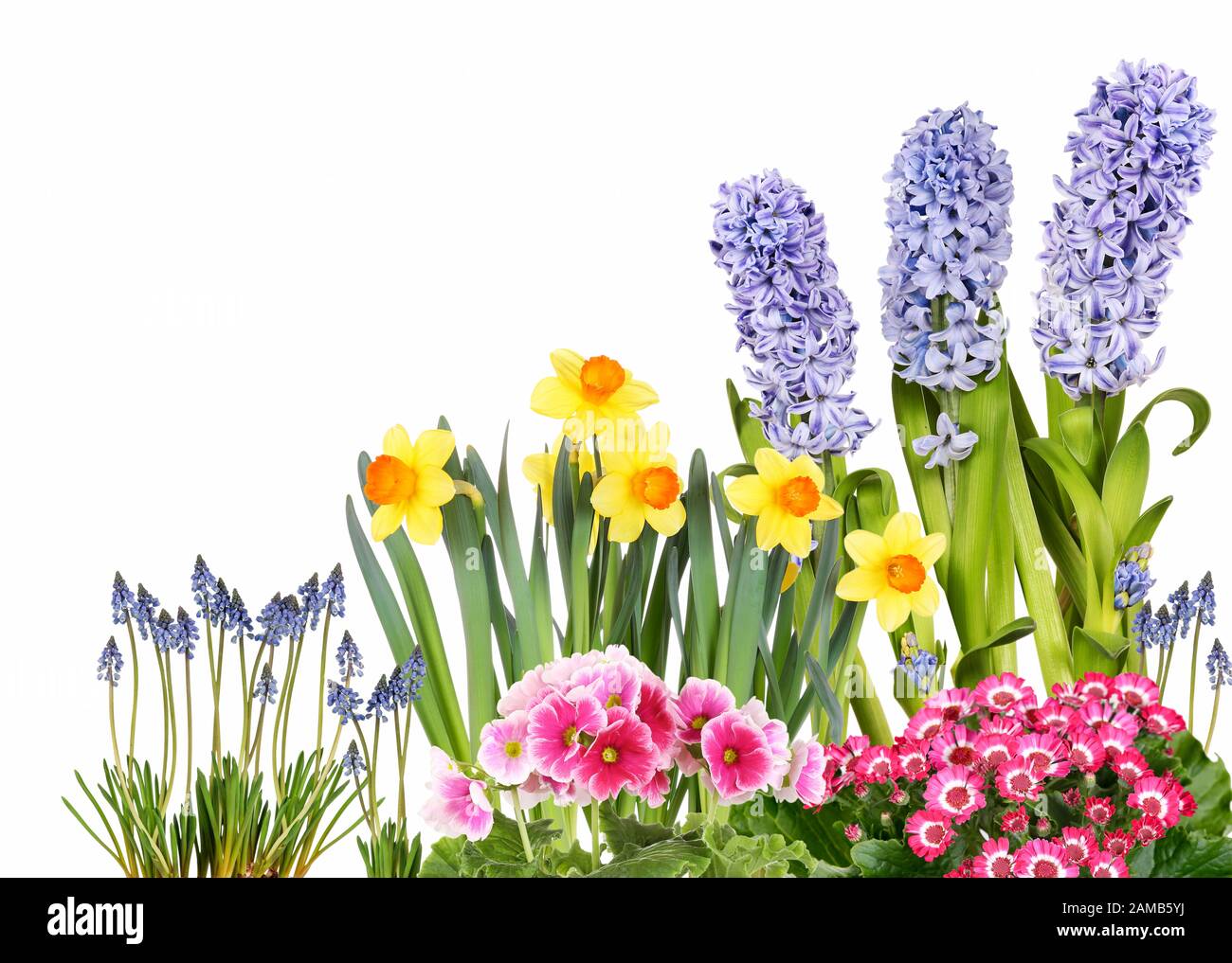 Different colorful spring flowers, isolated Stock Photo - Alamy