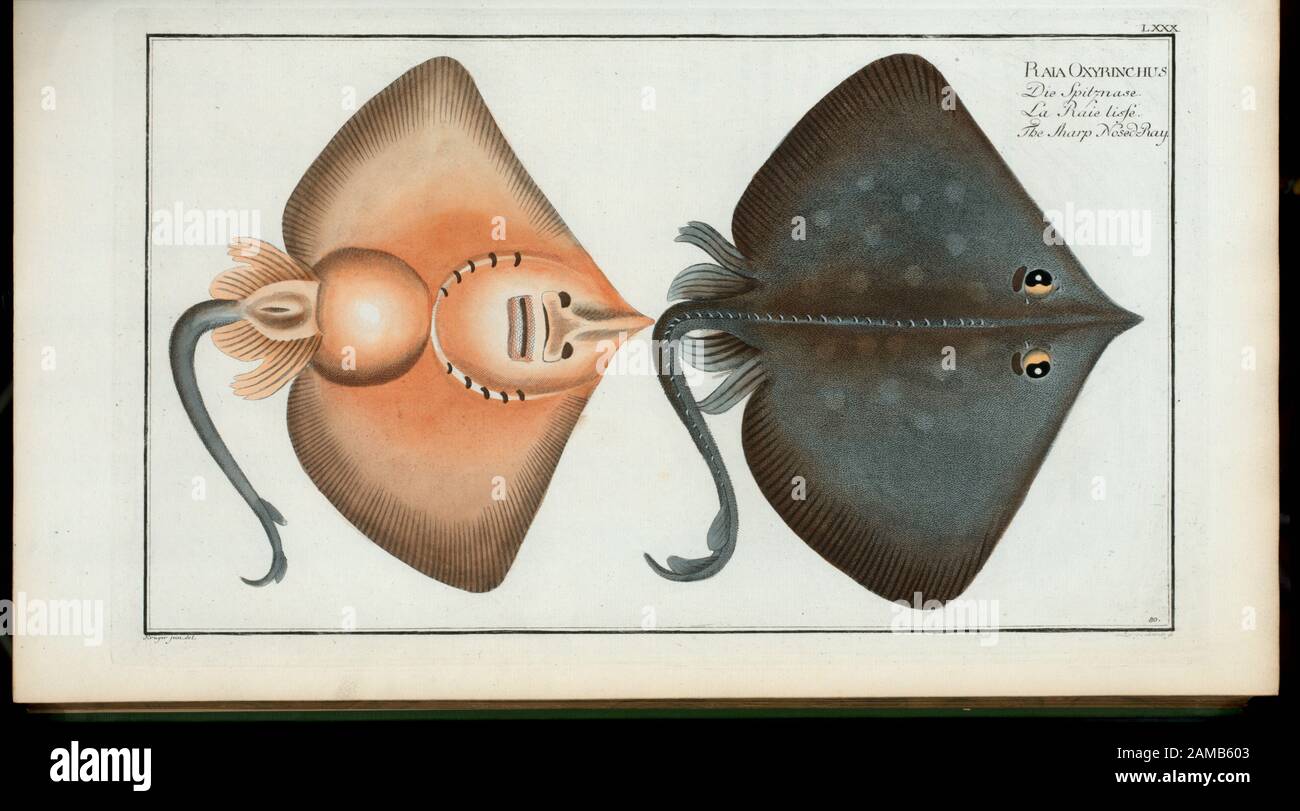 Raja Oxyrinchus, The Sharp Nosed-Ray Gross, 1994, #120; Raja Oxyrinchus ...
