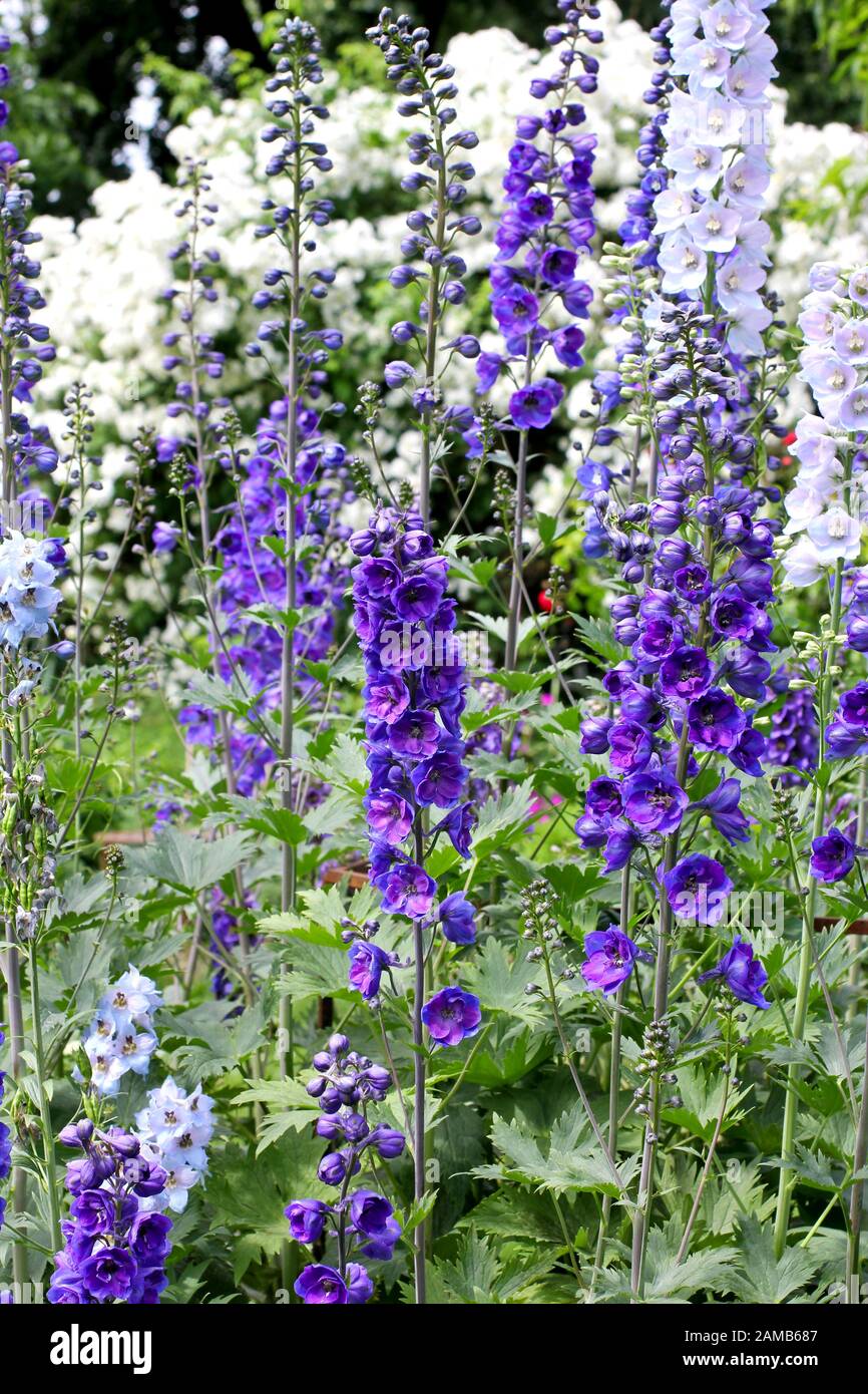 Gardens with blue delphinium and roses Stock Photo - Alamy