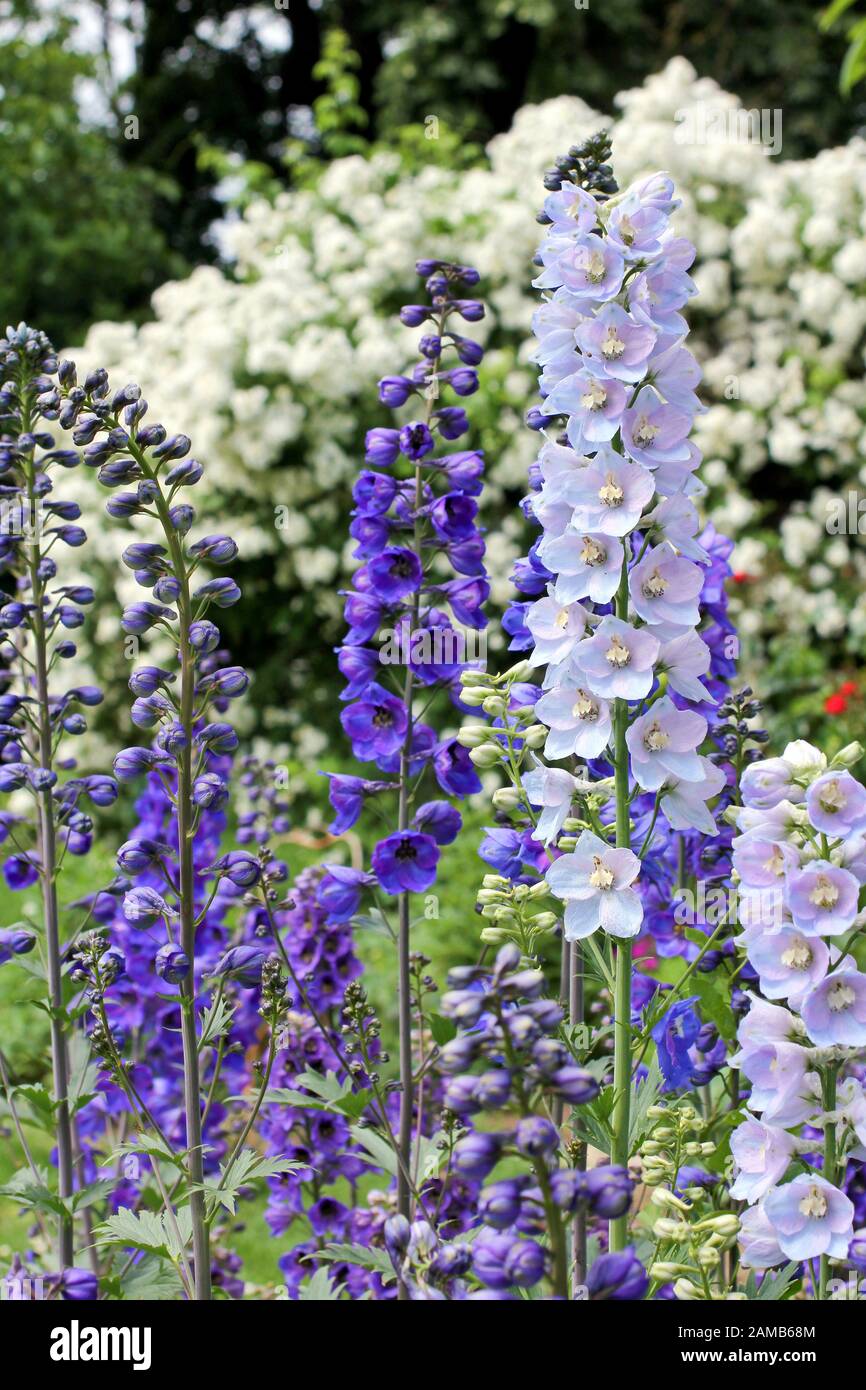 Gardens with blue delphinium and roses Stock Photo - Alamy