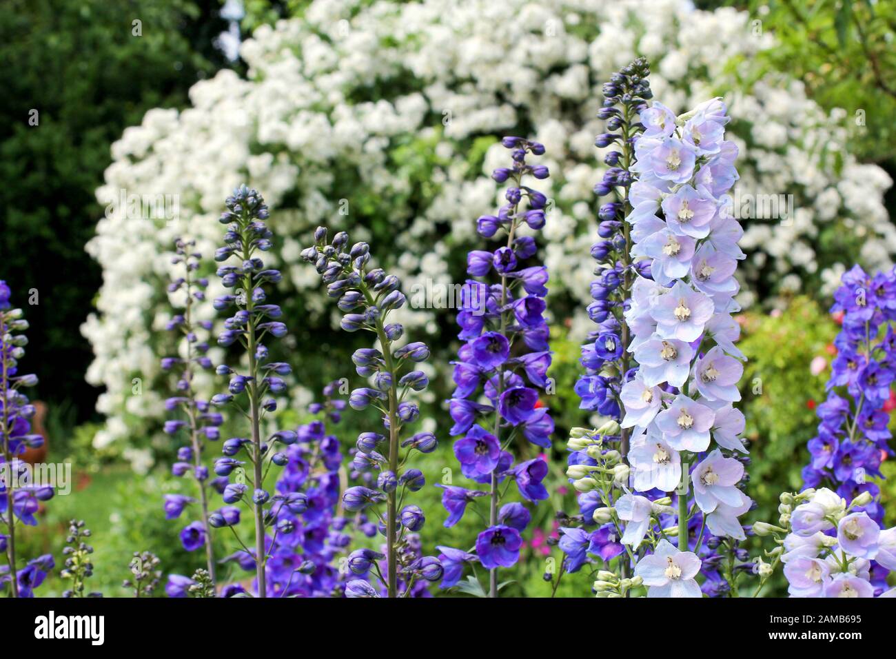 Gardens with blue delphinium and roses Stock Photo - Alamy