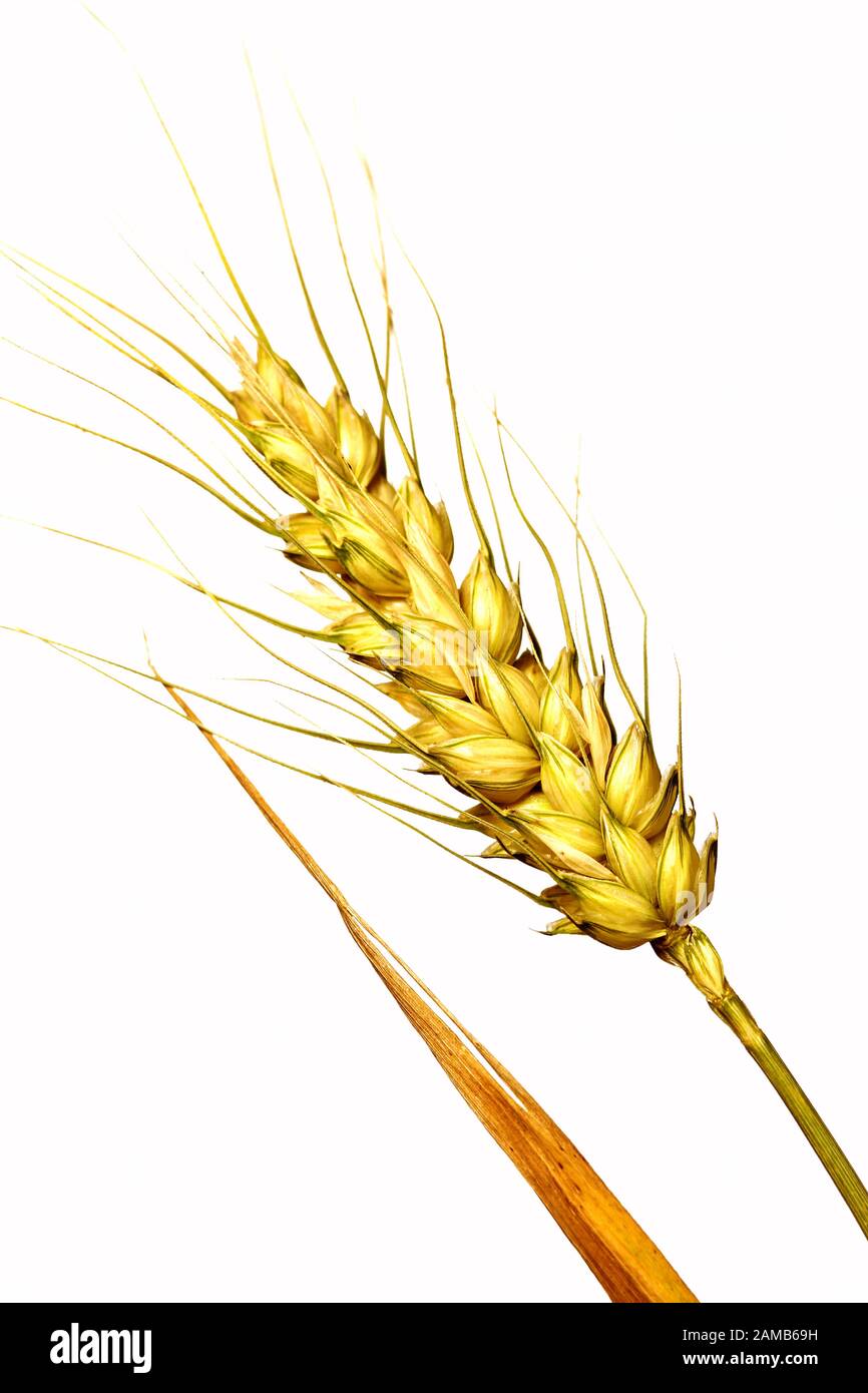Barley awns hi-res stock photography and images - Alamy