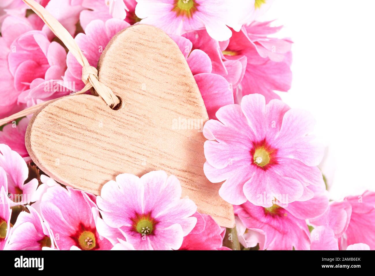 Rose pink flowers primula hi-res stock photography and images - Alamy