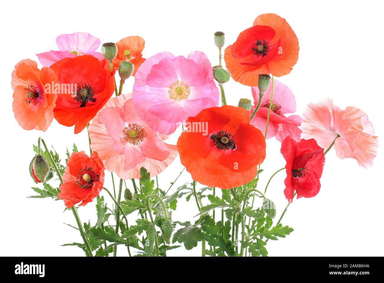 Wild poppy seed isolated Cut Out Stock Images & Pictures - Alamy