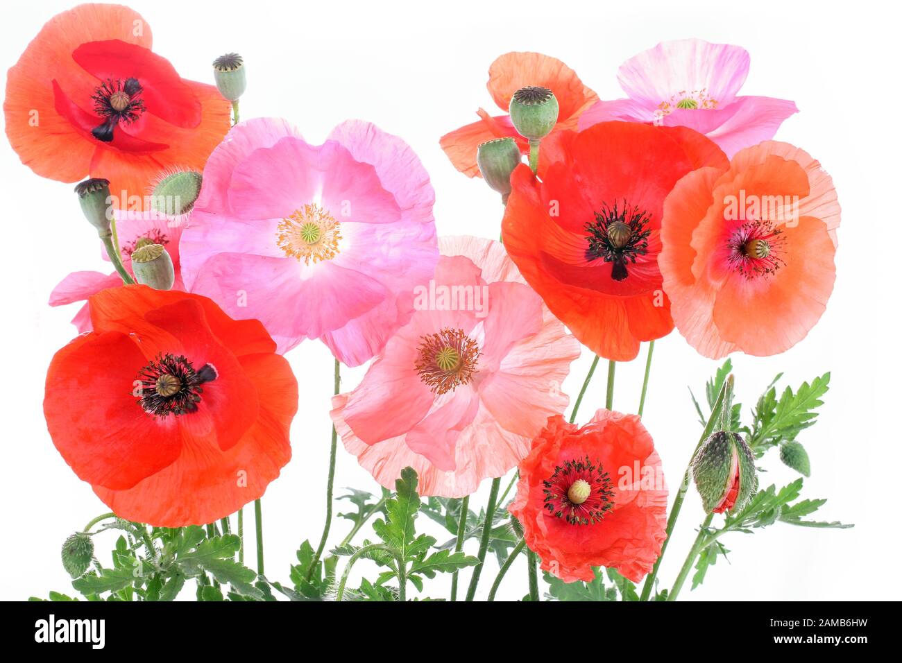 Different colored poppy flowers, isolated Stock Photo - Alamy