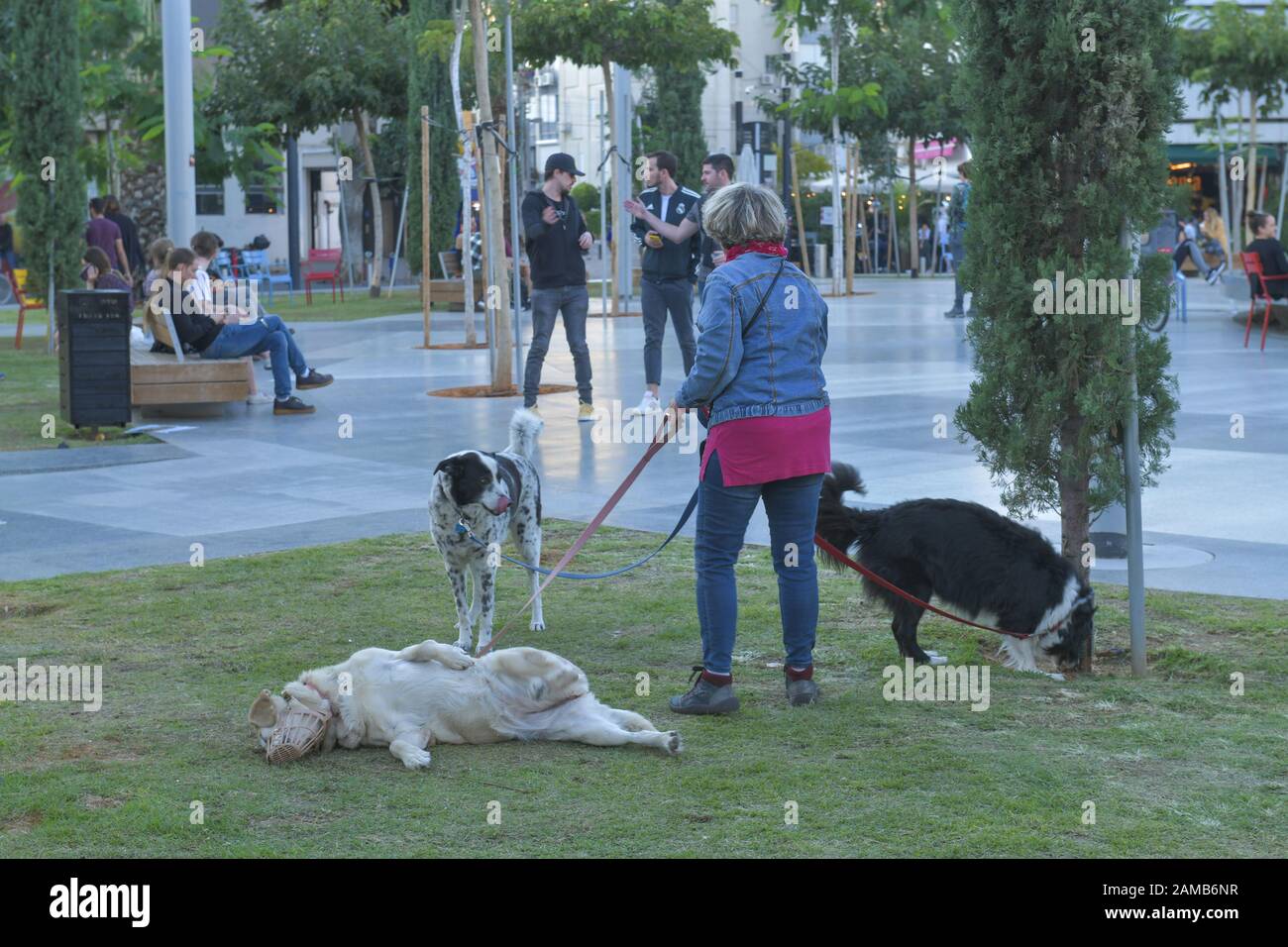 Israeli dogs hi-res stock photography and images - Alamy