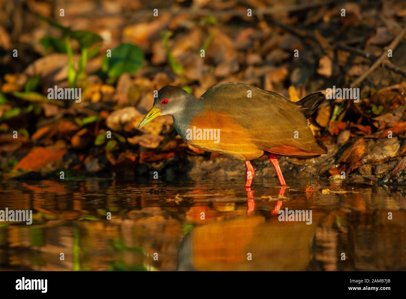 Gray-necked Wood Rail (Aramides cajanea Stock Photo - Alamy