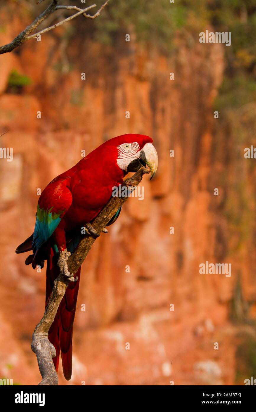 Red-and Green Macaw (Ara choropterus Stock Photo - Alamy